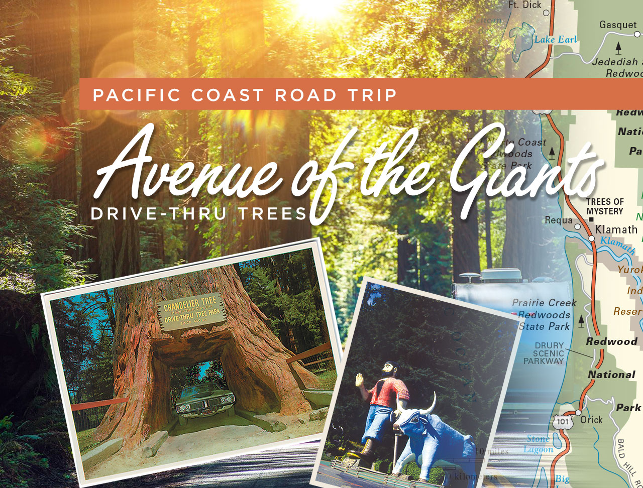 Avenue of the Giants and Drive-Thru Trees - ROAD TRIP USA